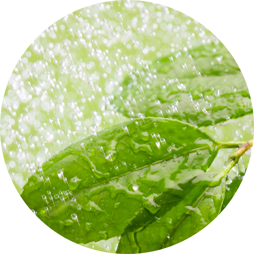 Fertilização Foliar, vantagens e desvantagens